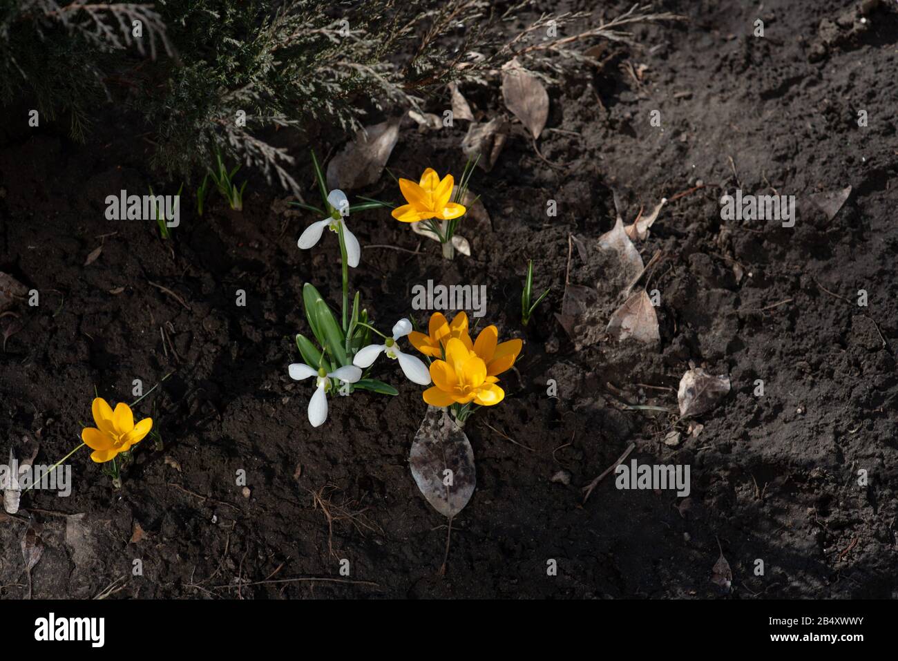 Dutch yellow crocus closeup. Primroses flowering crocus. Crocus on the ...