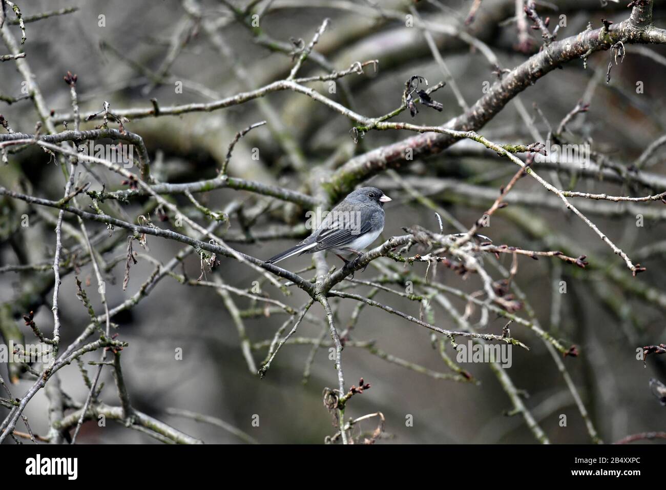 Dark-eyed Junco in a Backyard Tree Stock Photo - Alamy