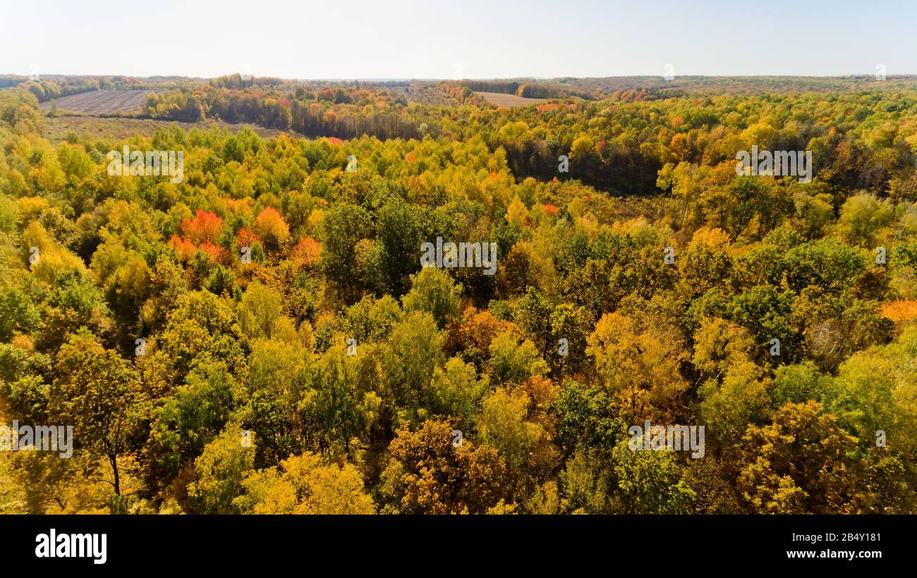 Aerial view of the colorful autumn forest Stock Photo - Alamy