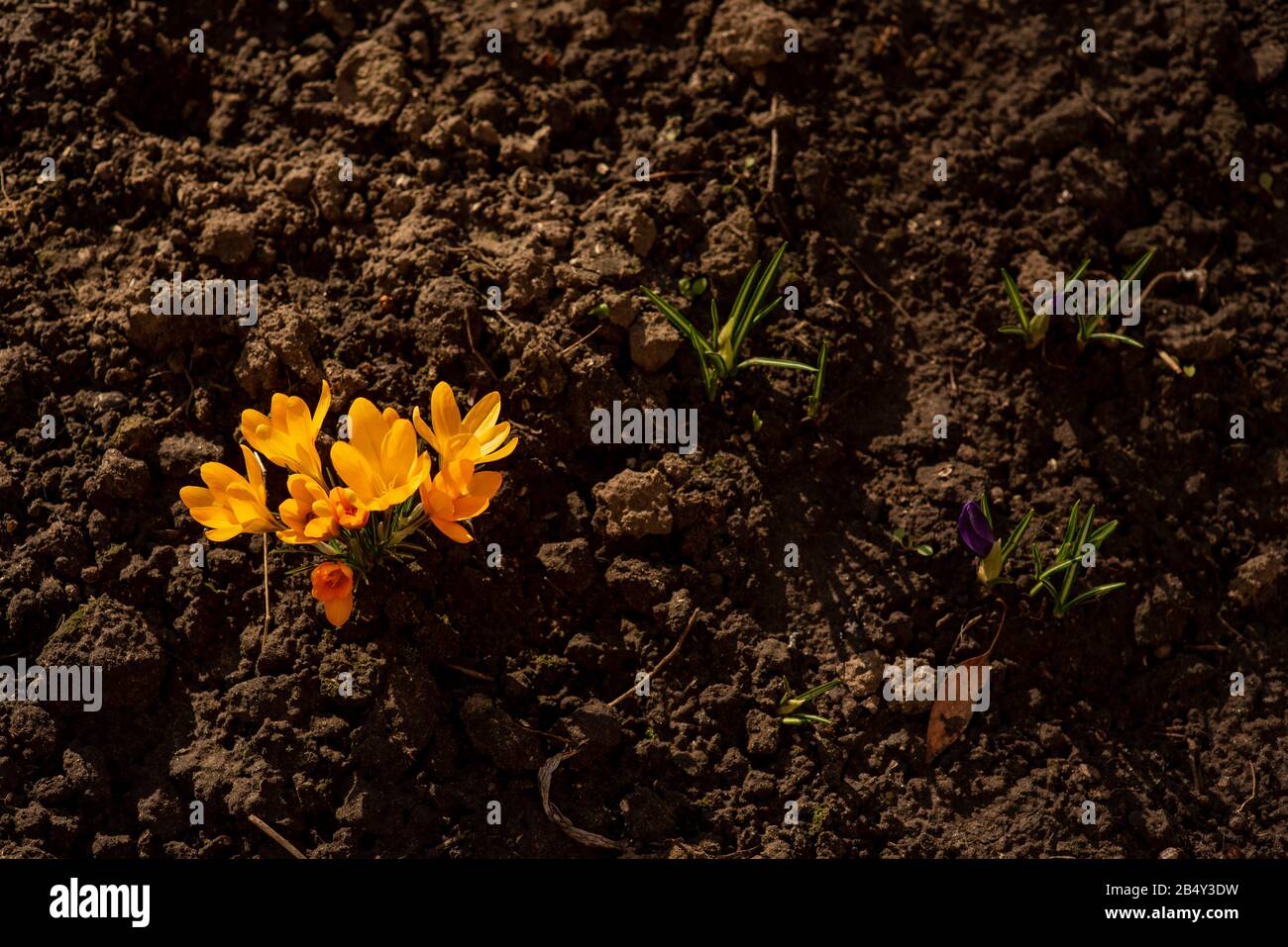 Dutch yellow crocus closeup. Primroses flowering crocus. Crocus on the ...
