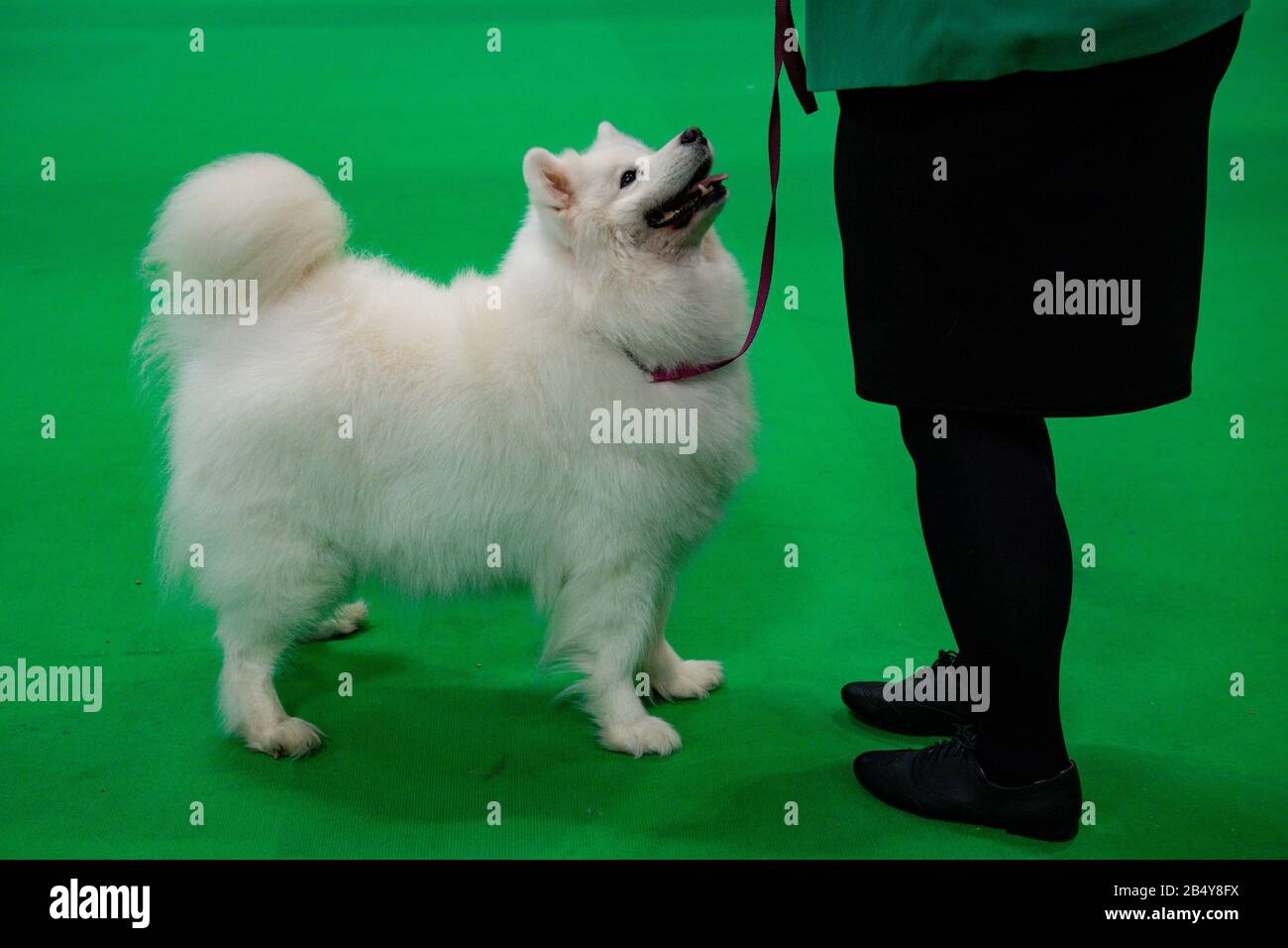 A Samoyed on show at the Birmingham National Exhibition Centre (NEC ...