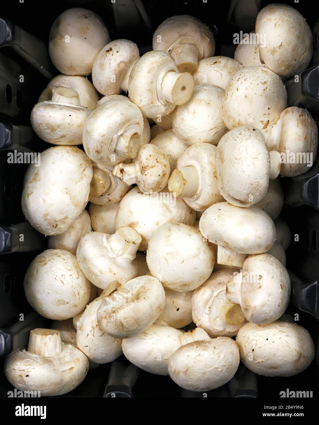 A box of Button Mushrooms on display in an English supermarket Stock ...