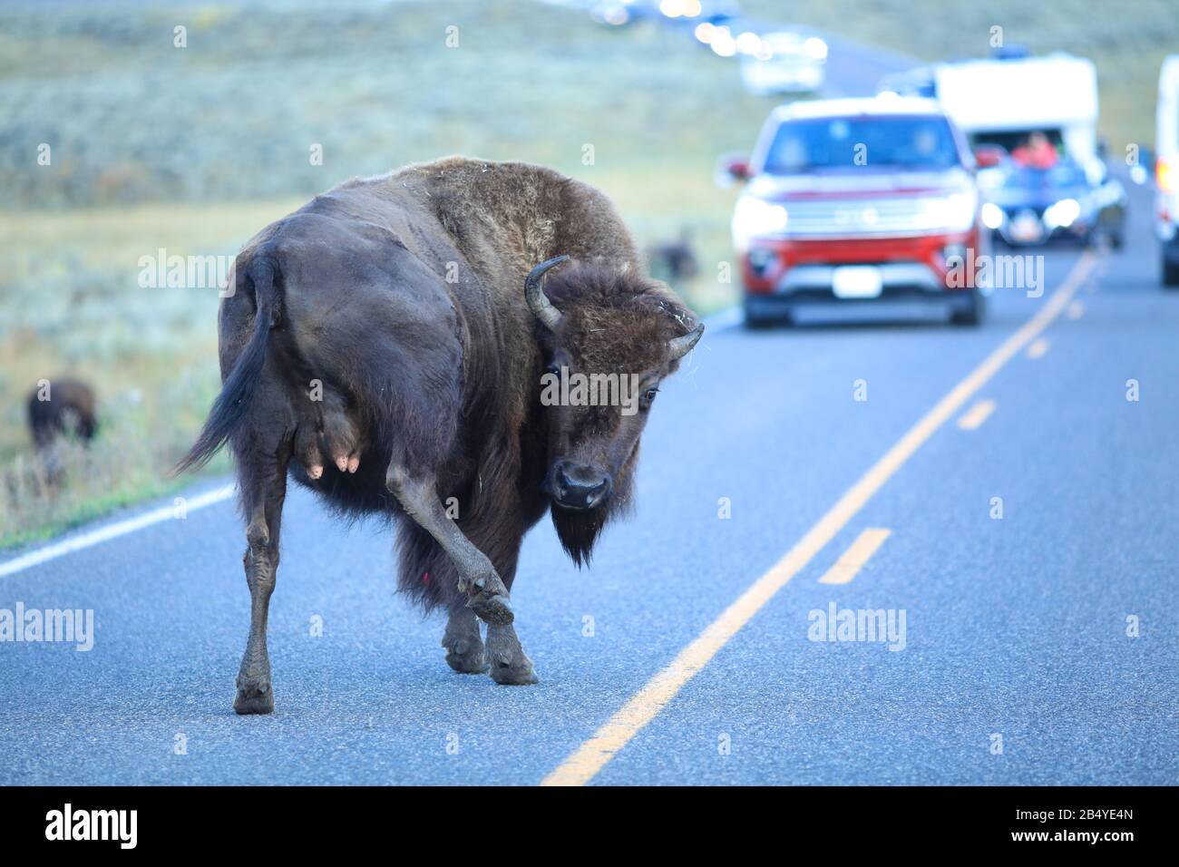 Wild American bison crossing the road in front of automobiles in the ...