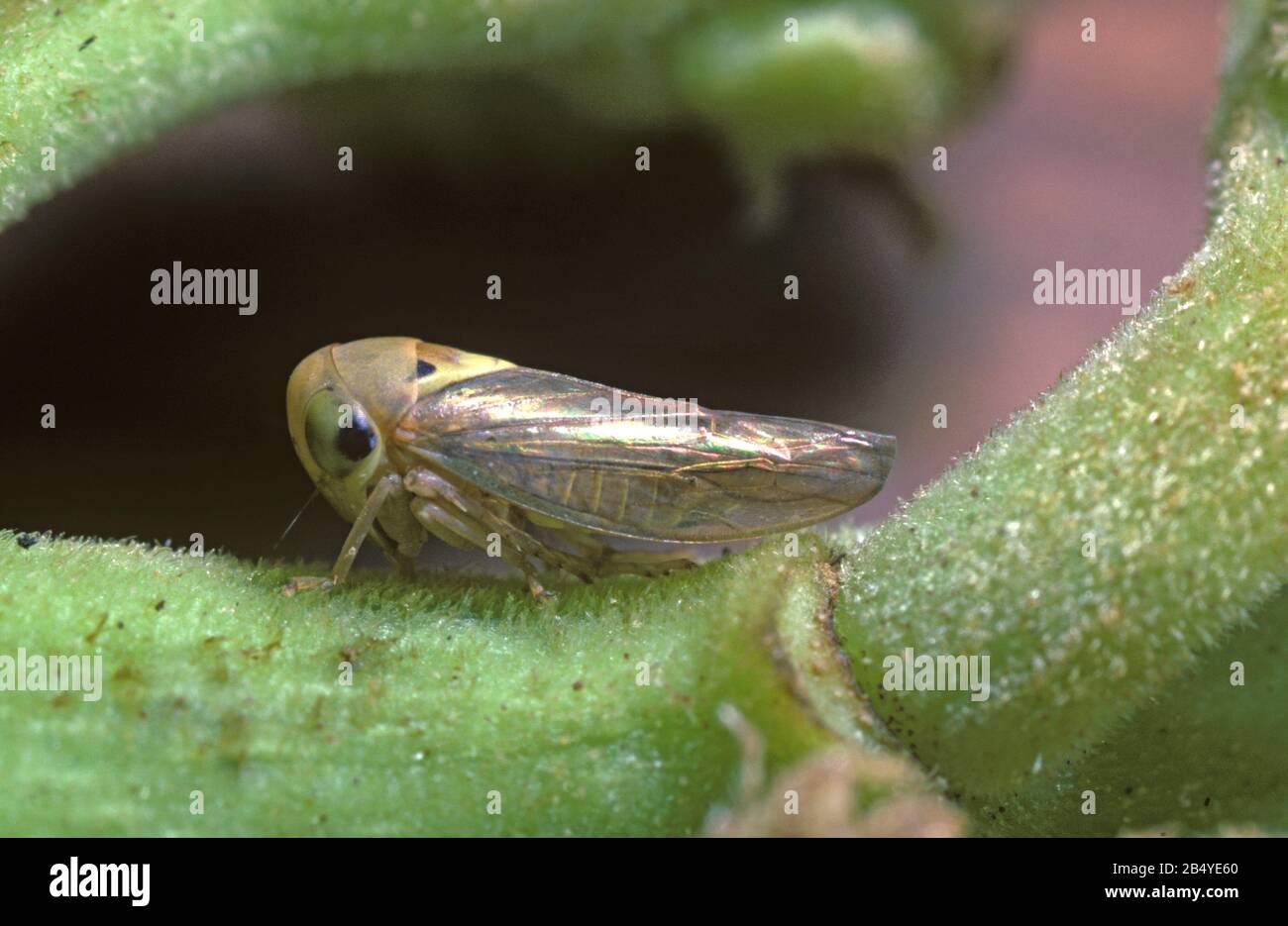 Idioscopus hi-res stock photography and images - Alamy