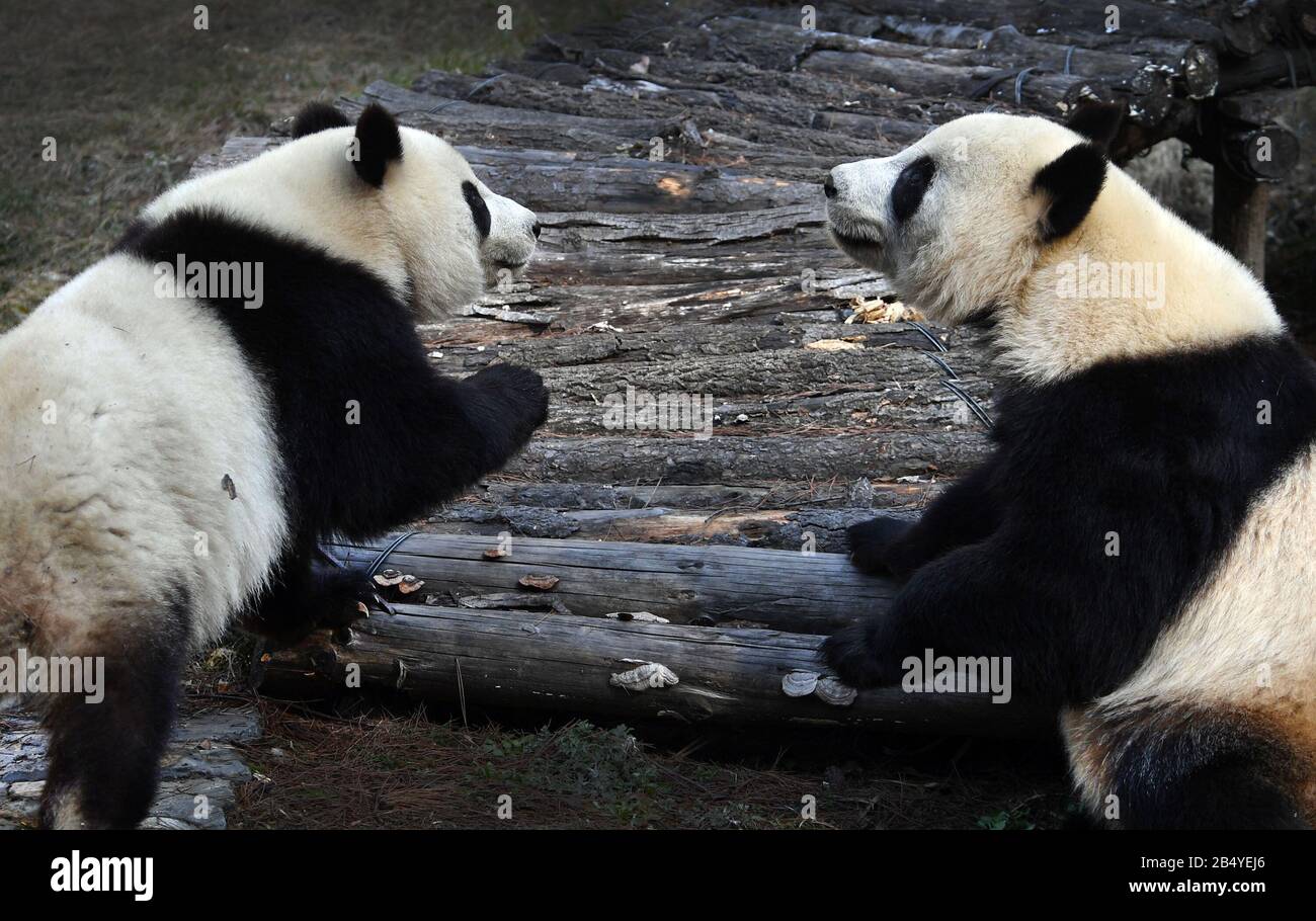 Foping, China's Shaanxi Province. 7th Mar, 2020. Giant pandas Xiaoxin ...