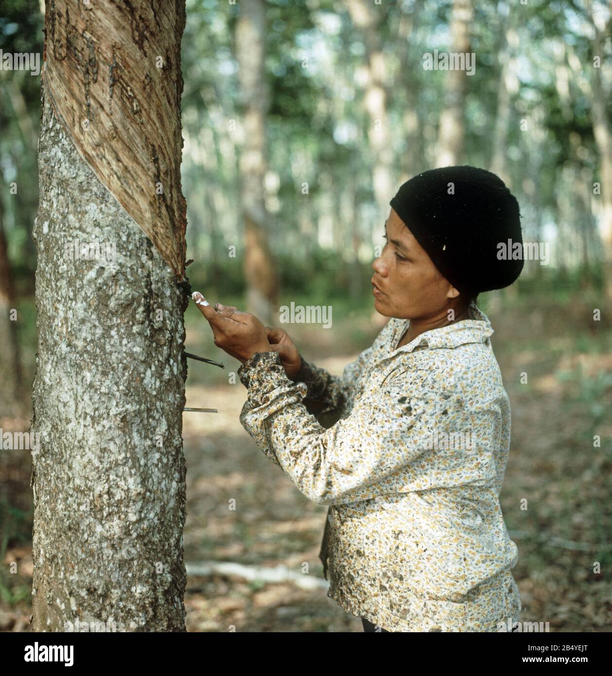 Woman making an angled cut through the bark of a rubber tree to tap ...