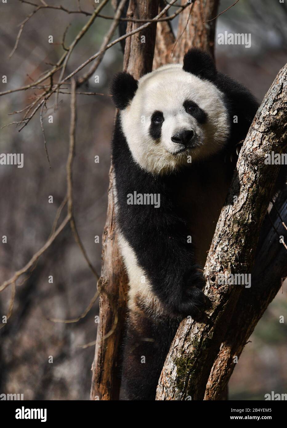 Foping, China's Shaanxi Province. 7th Mar, 2020. Giant panda Xiaoxin is ...