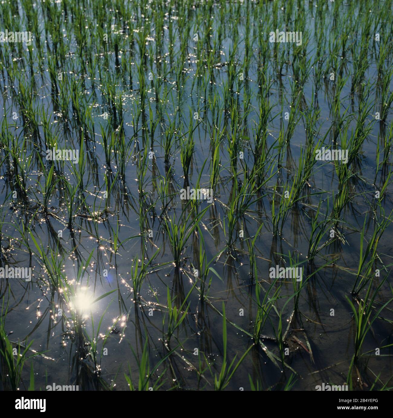 Rows of individual transplanted seedling paddy rice (Oryza sativa ...