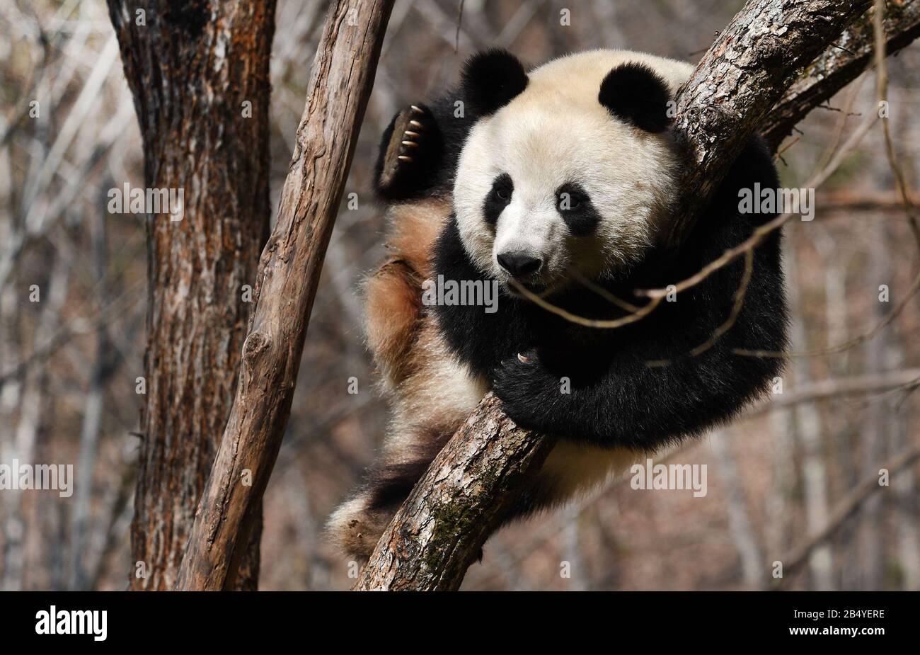 Foping, China's Shaanxi Province. 7th Mar, 2020. Giant panda Xiaoxin is ...