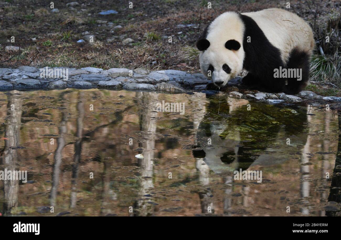 Foping, China's Shaanxi Province. 7th Mar, 2020. Giant panda Xiaoxin ...