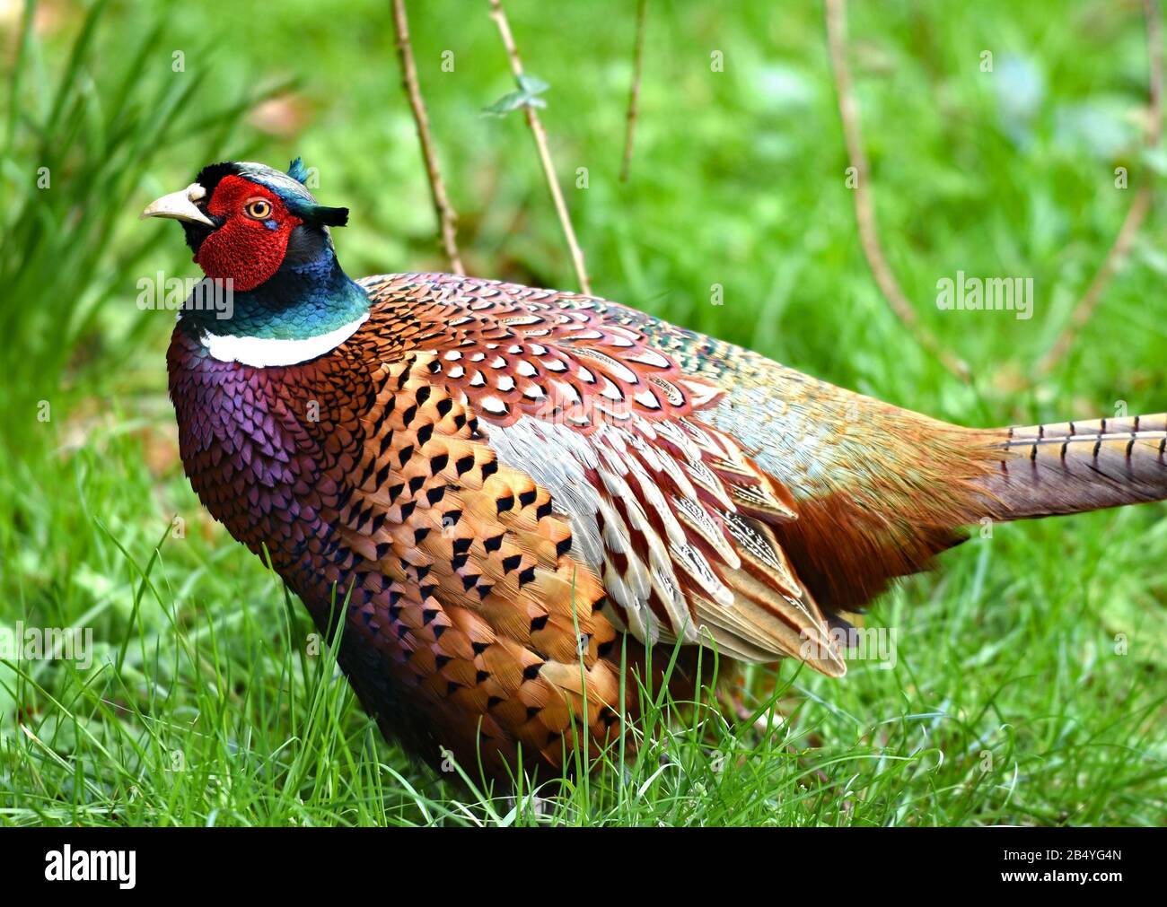A beautiful male pheasant in full breeding colours Stock Photo - Alamy