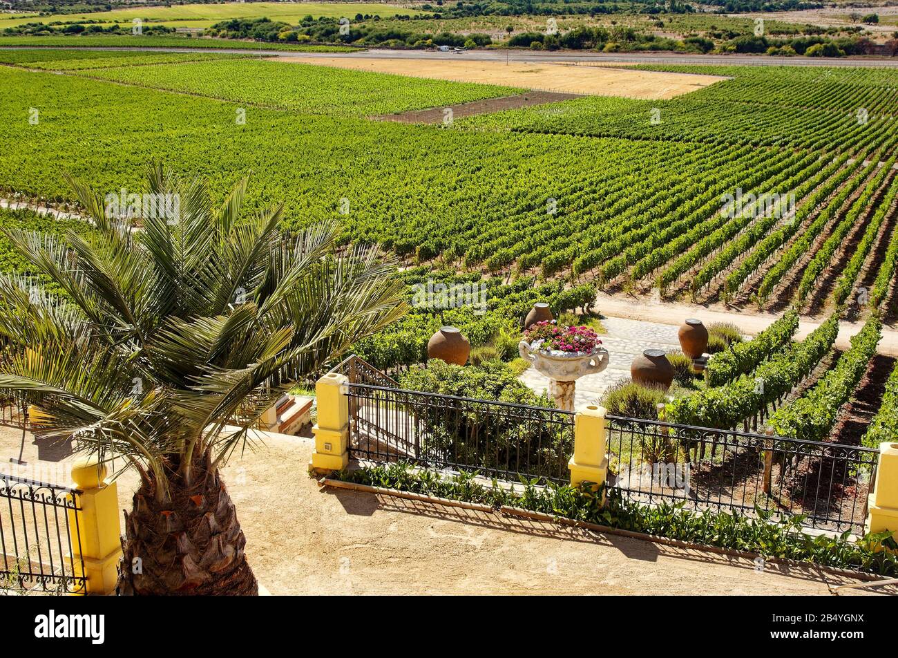 vineyards from winery porch; entrance, steps, fields, crops, Vina Santa ...