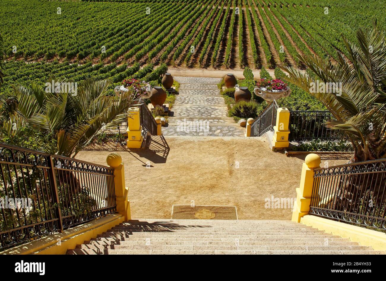 vineyards, winery entrance, tiered steps, plantings, rows of grape ...
