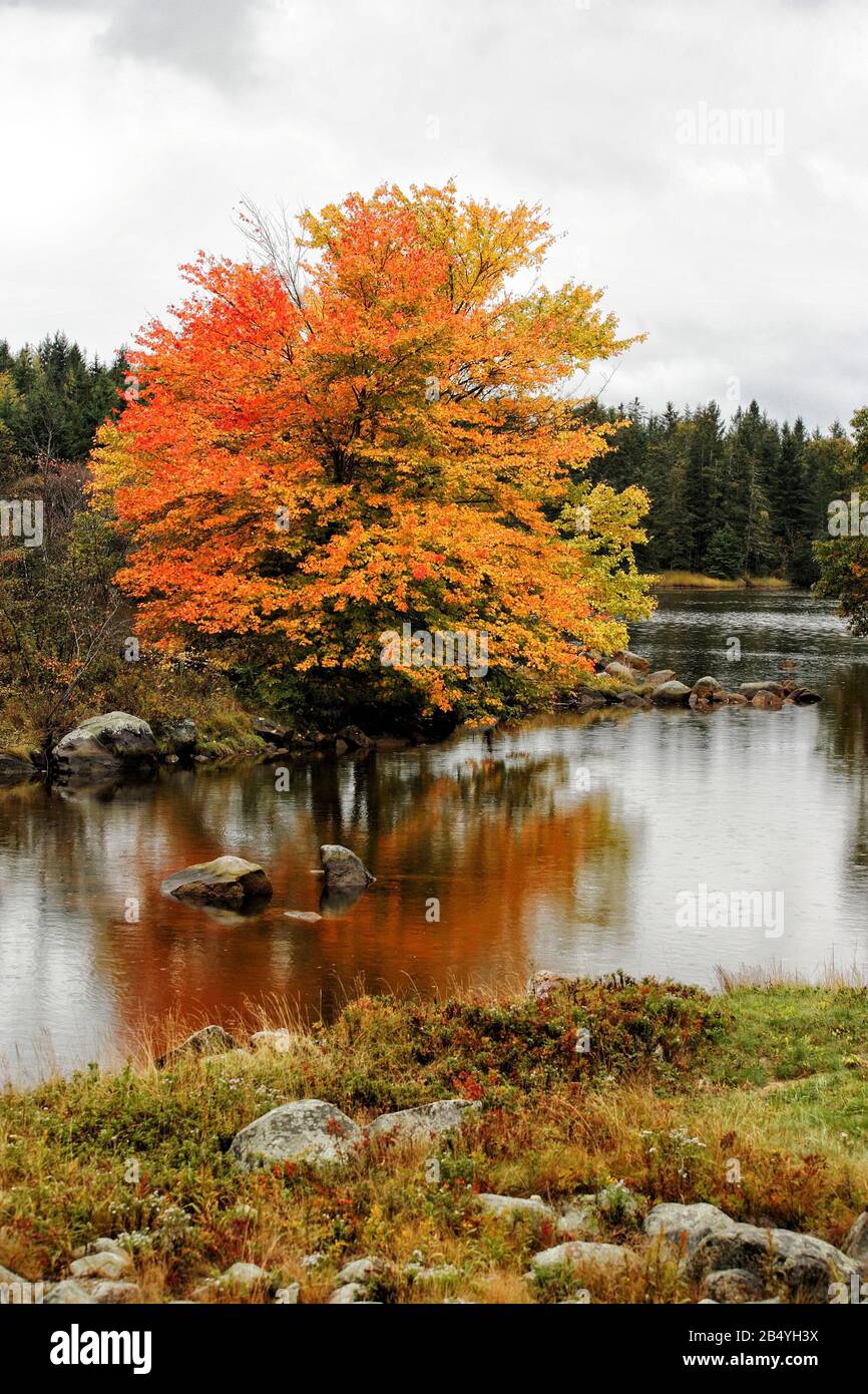 A tree sporting the colorful colors of autumn, growing on the waters ...