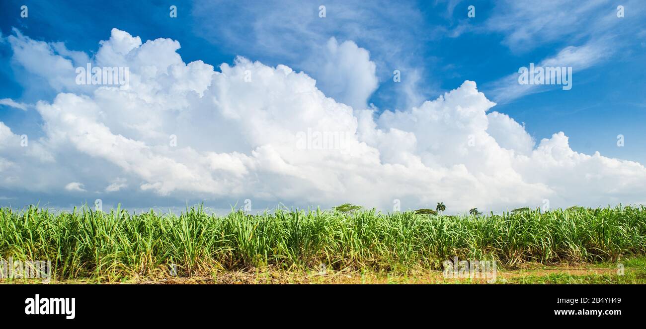 Caribbean sugar cane plantations in Dominican Respublic. Sugarcane ...