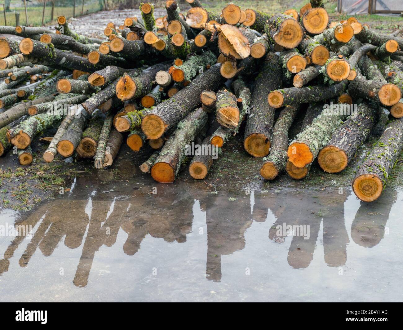 picture with tree logs in water, in the foreground tree glides in water ...