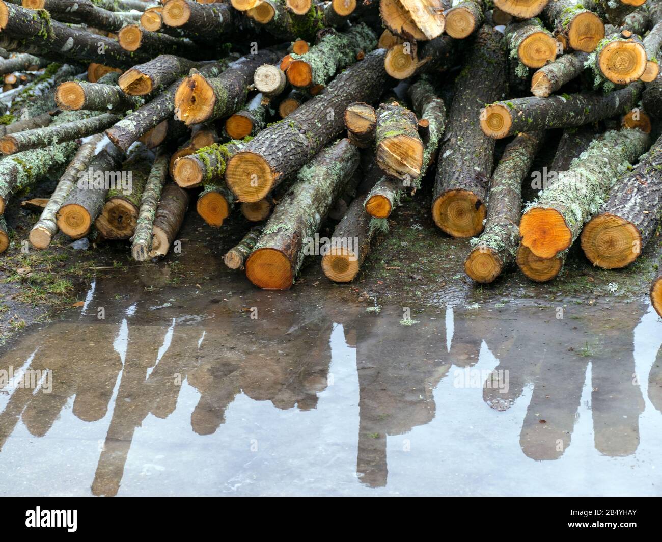 picture with tree logs in water, in the foreground tree glides in water ...