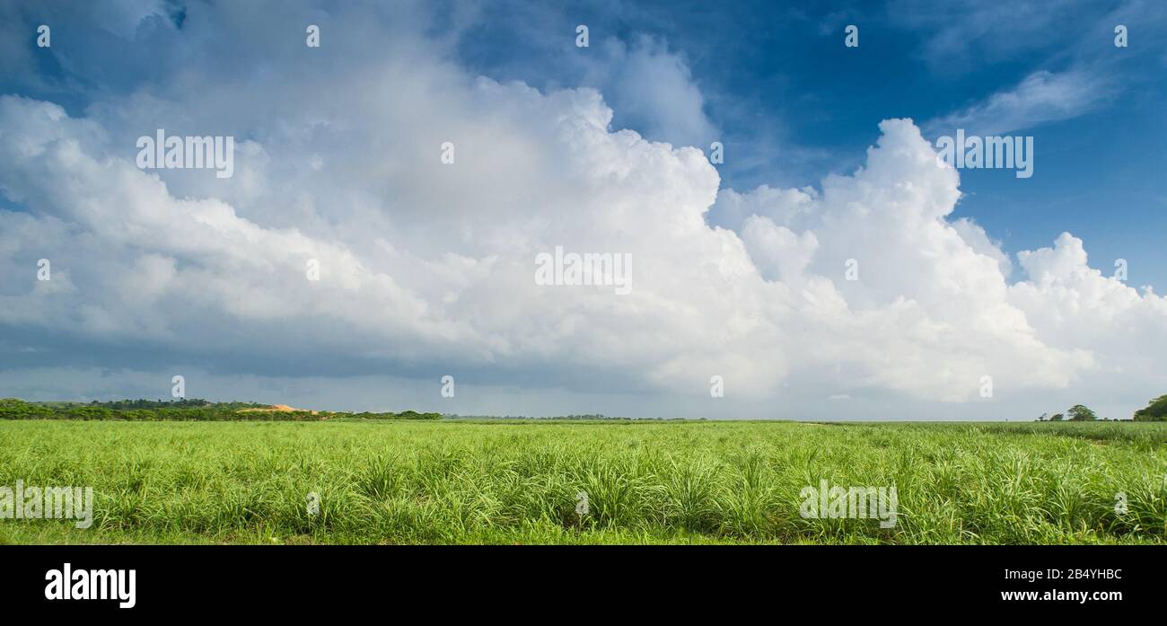 Caribbean sugar cane plantations in Dominican Respublic. Sugarcane ...