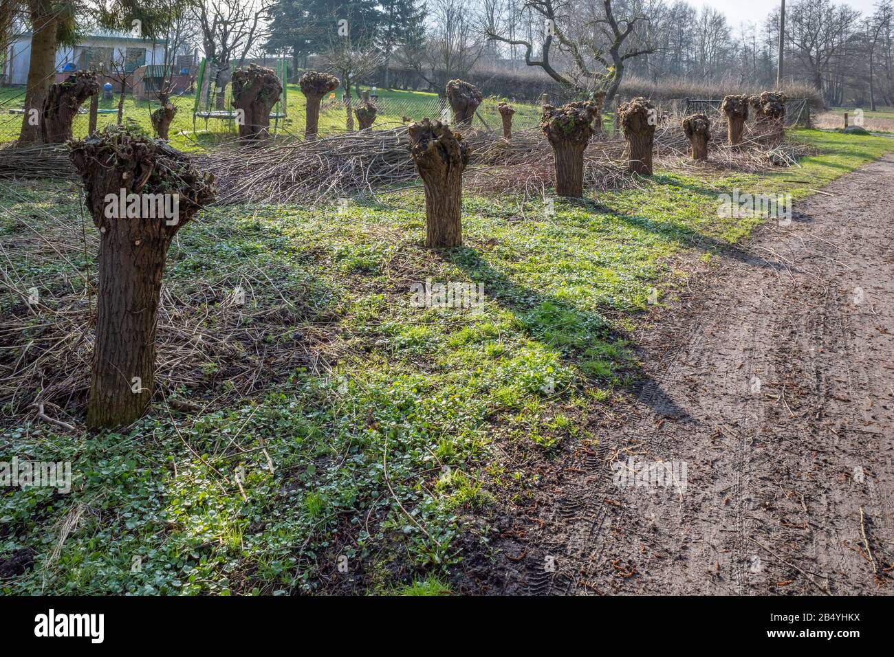 small willow trees were cut down in spring and the cutting is next to ...