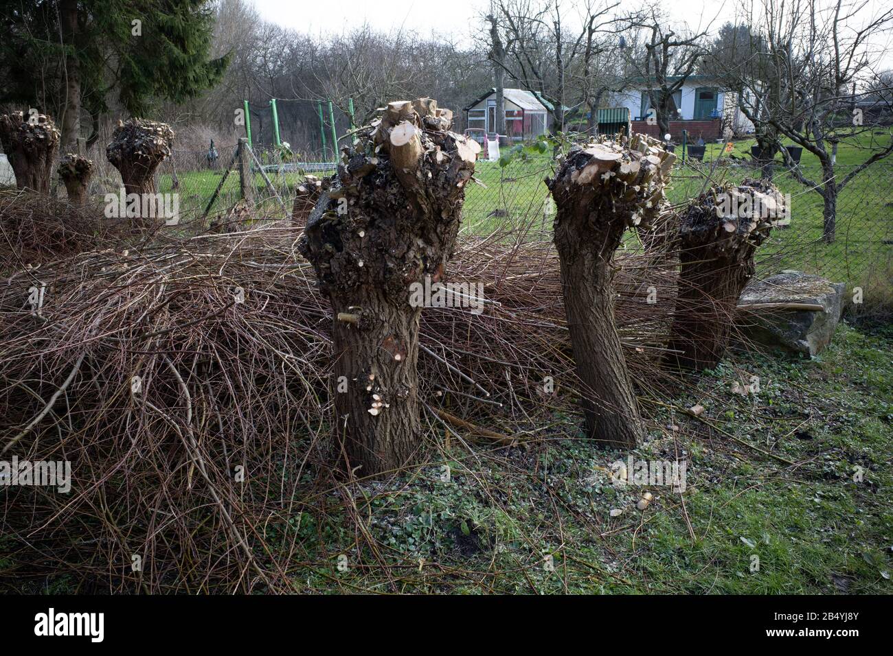 small willow trees were cut down in spring and the cutting is next to ...