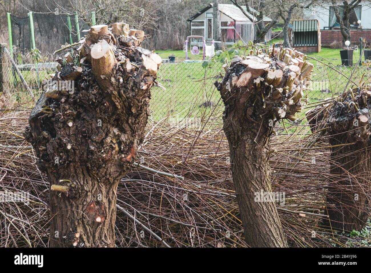 small willow trees were cut down in spring and the cutting is next to ...