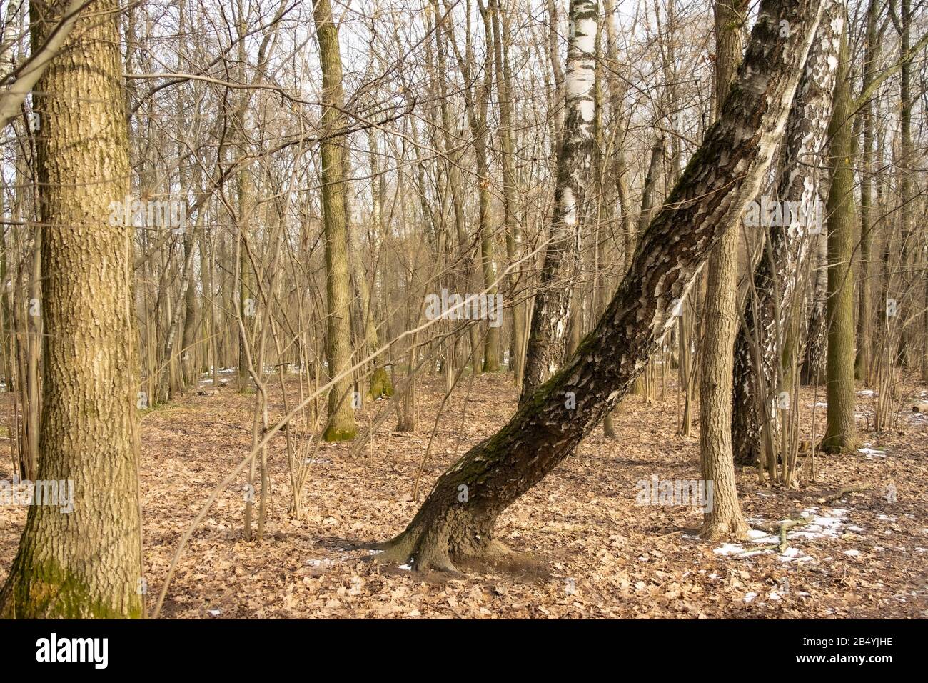 Curved birch wood hi-res stock photography and images - Alamy