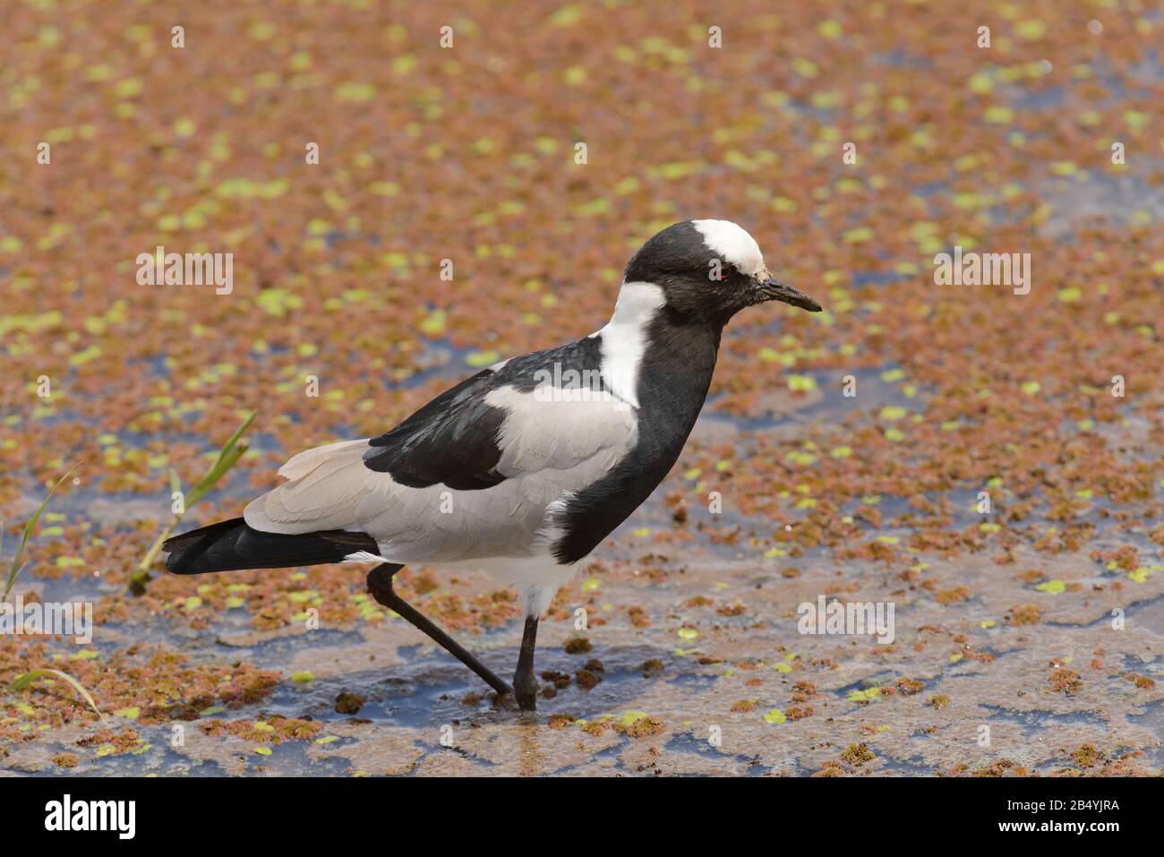 Blacksmith Plover (Scientific name: Vanellus armatus Stock Photo - Alamy