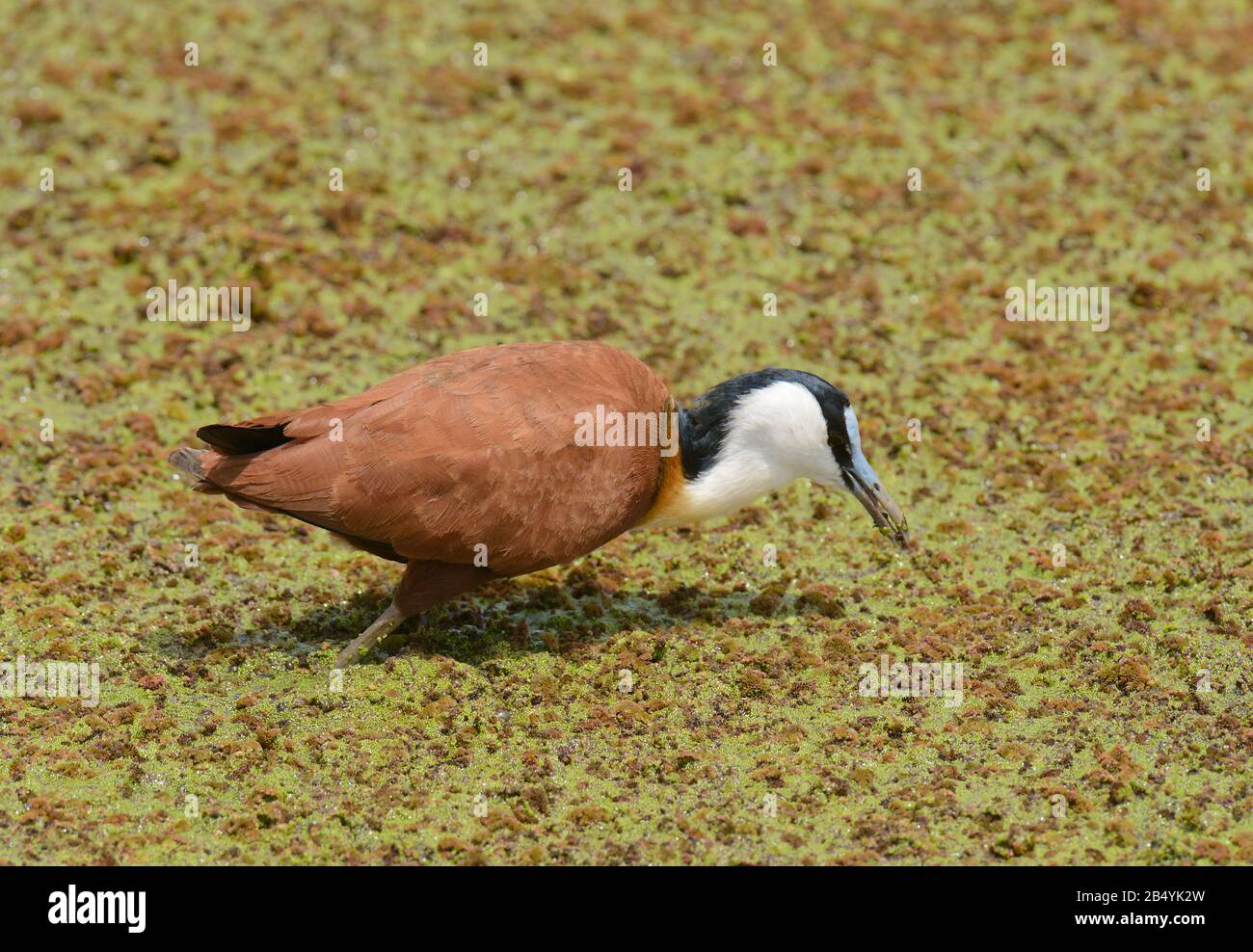African Jacana (Scientific name: Actophilornis africanus Stock Photo ...