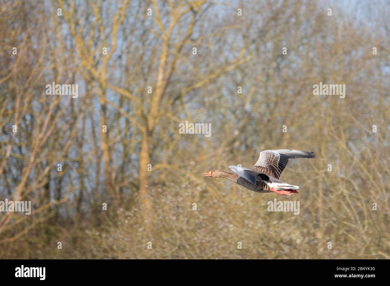 Low altitude flying over beautiful hi-res stock photography and images ...