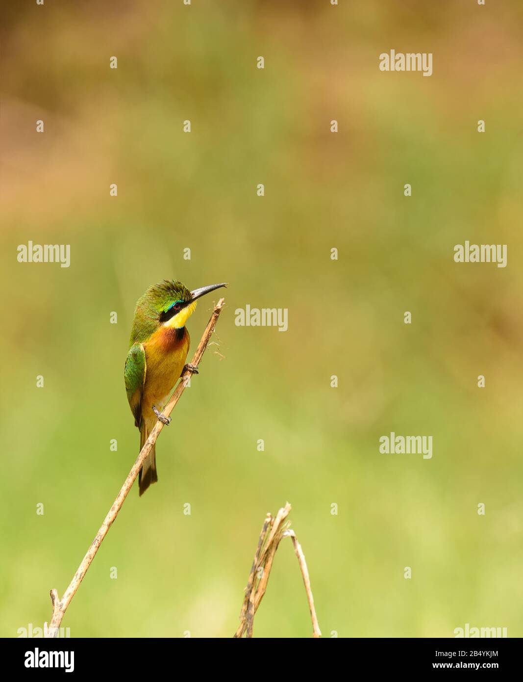 Merops species hi-res stock photography and images - Alamy