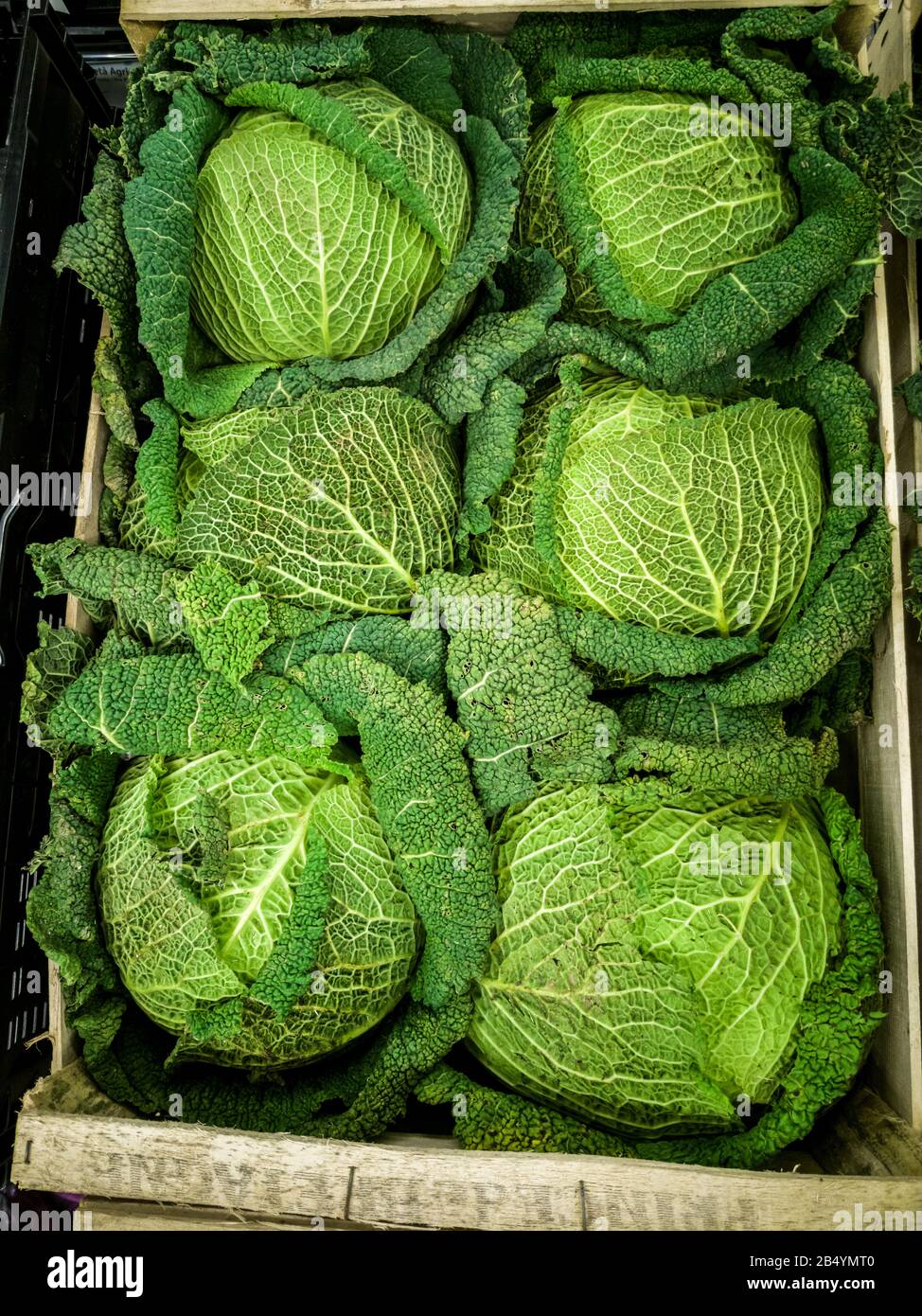Modern farming cabbage hi-res stock photography and images - Alamy