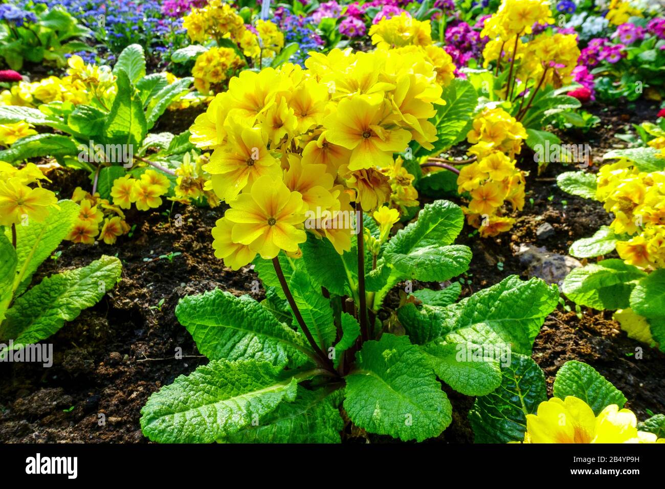 Yellow Primrose Primula Polyanthus in garden Stock Photo - Alamy