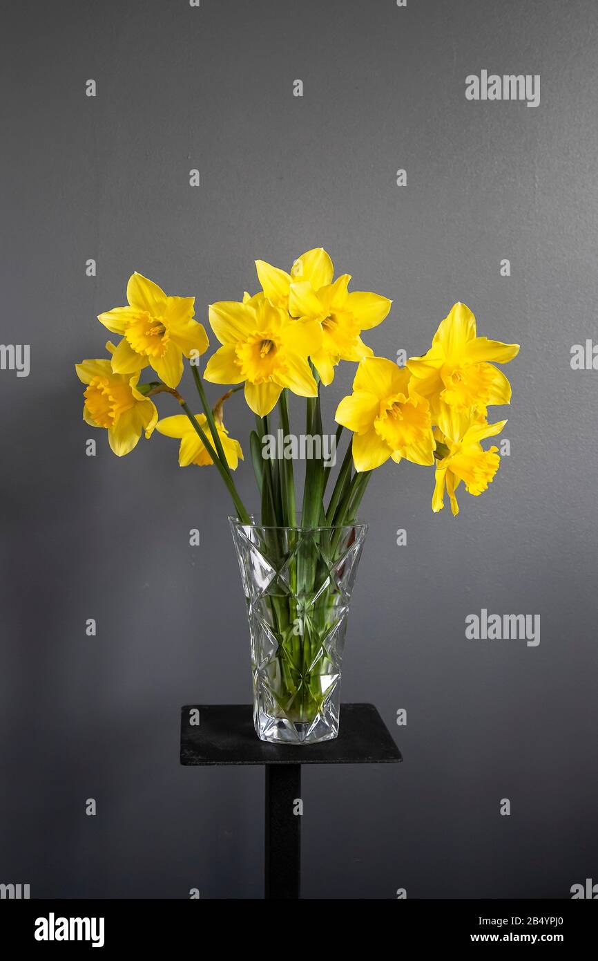 A bunch of wild daffodils Narcissus pseudonarcissus cut and arranged in ...