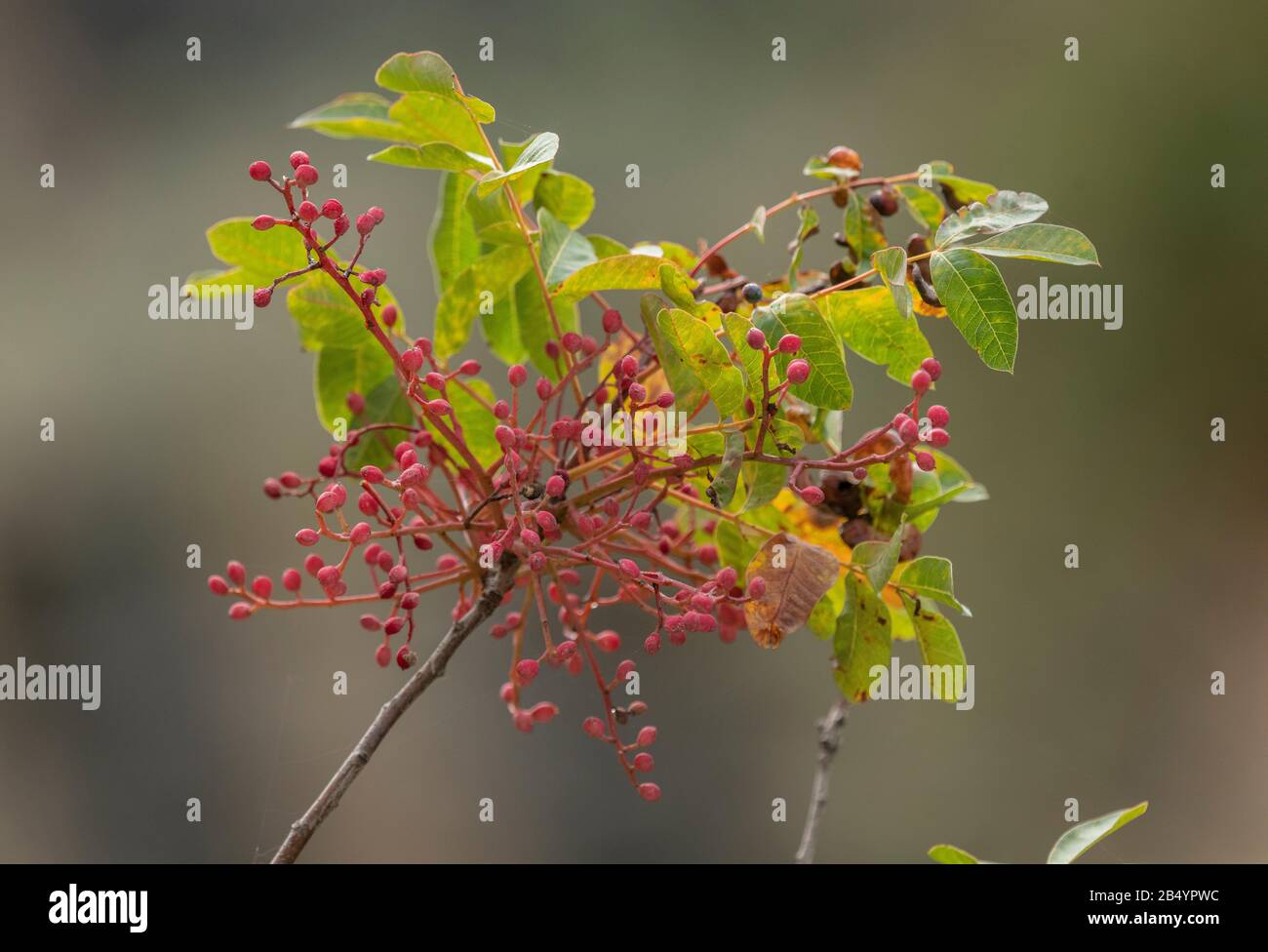 Terebinth tree hi-res stock photography and images - Alamy