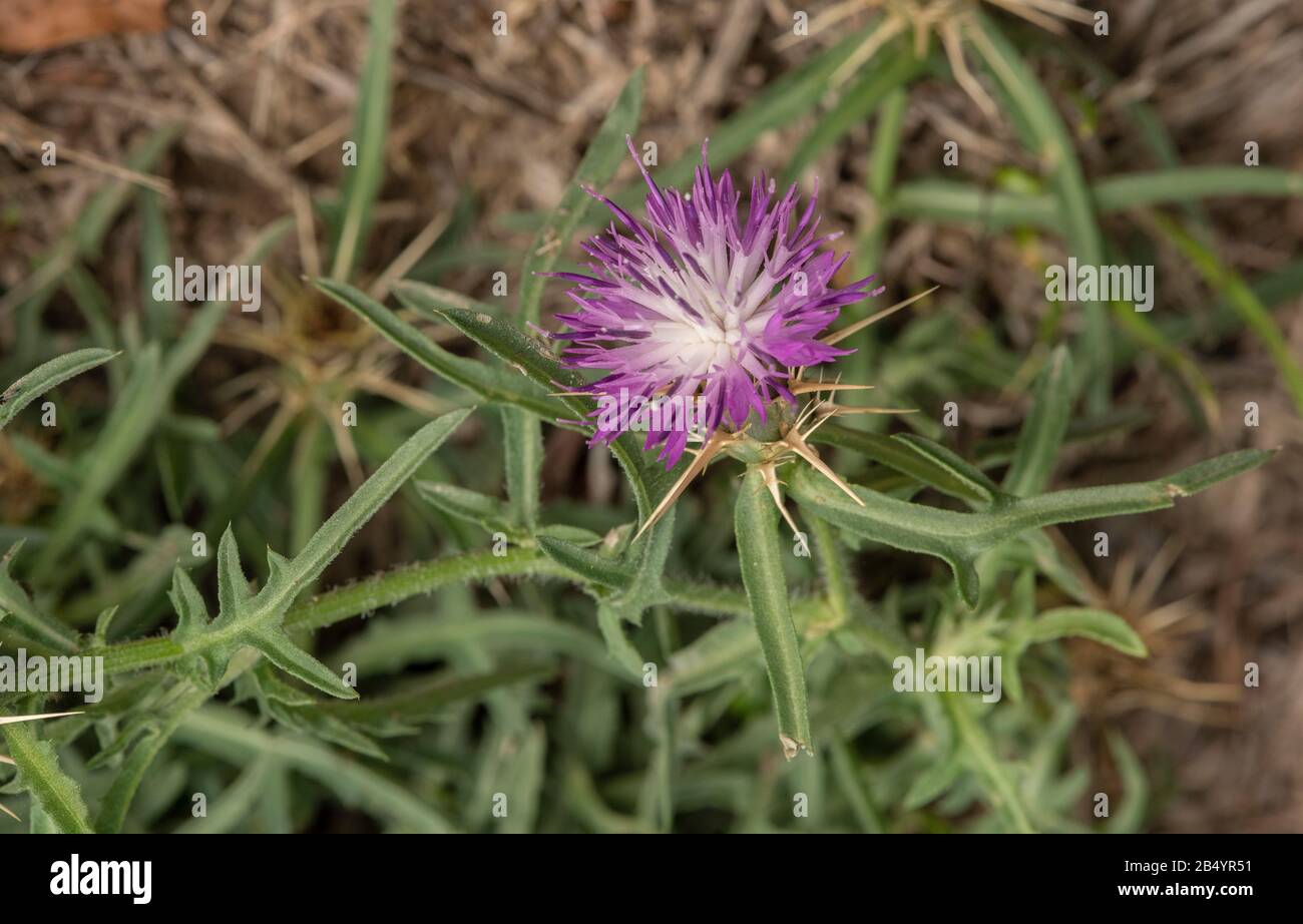 Rough star-thistle, Centaurea aspera, in flower in autumn. Spain Stock Photo - Alamy