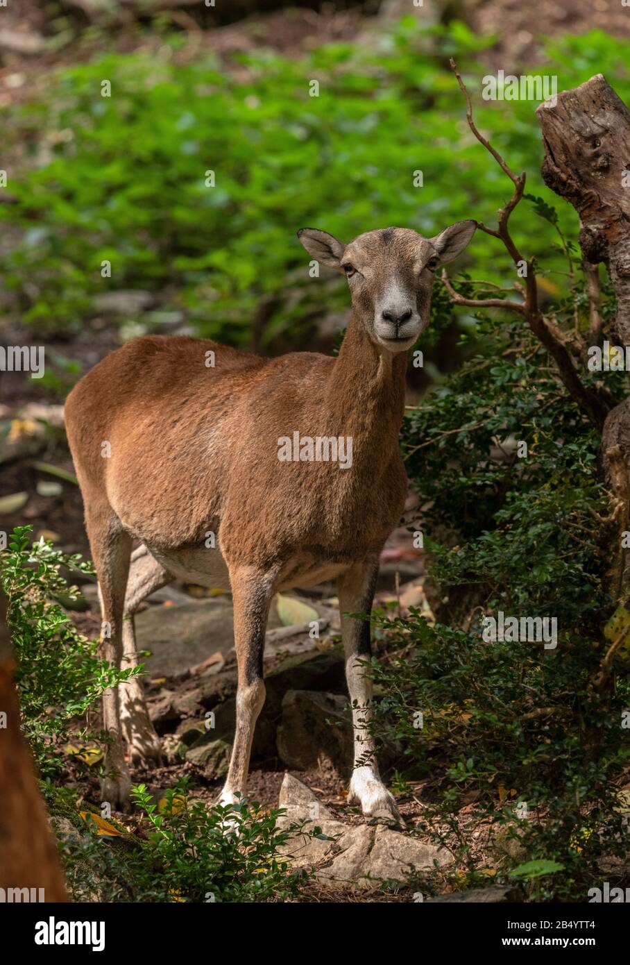 Mouflon female hi-res stock photography and images - Alamy