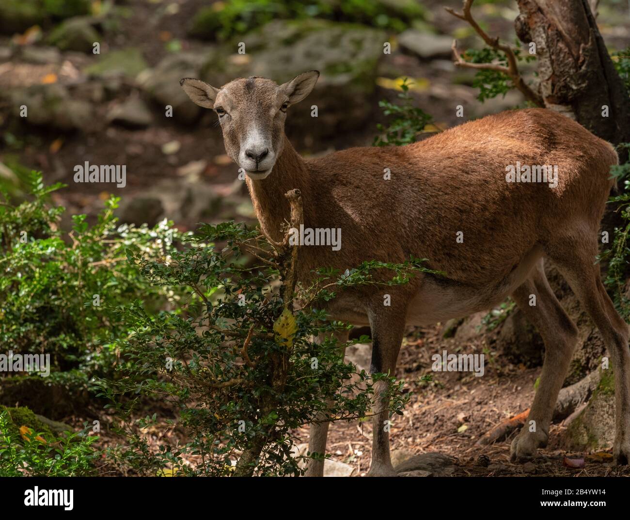 Mouflon, Ovis orientalis musimon, - the ancestor of modern sheep ...