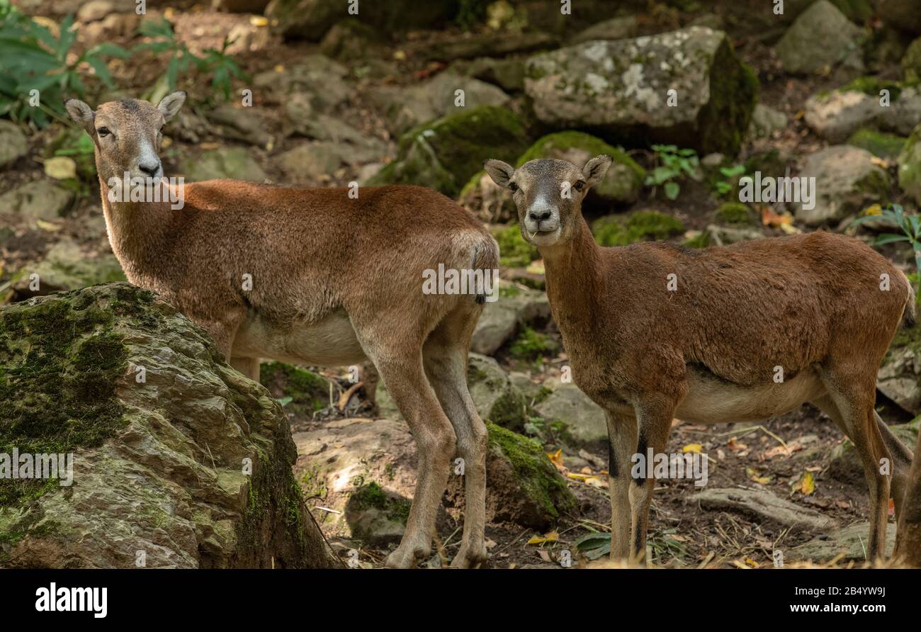 Mammalian ancestor hi-res stock photography and images - Alamy