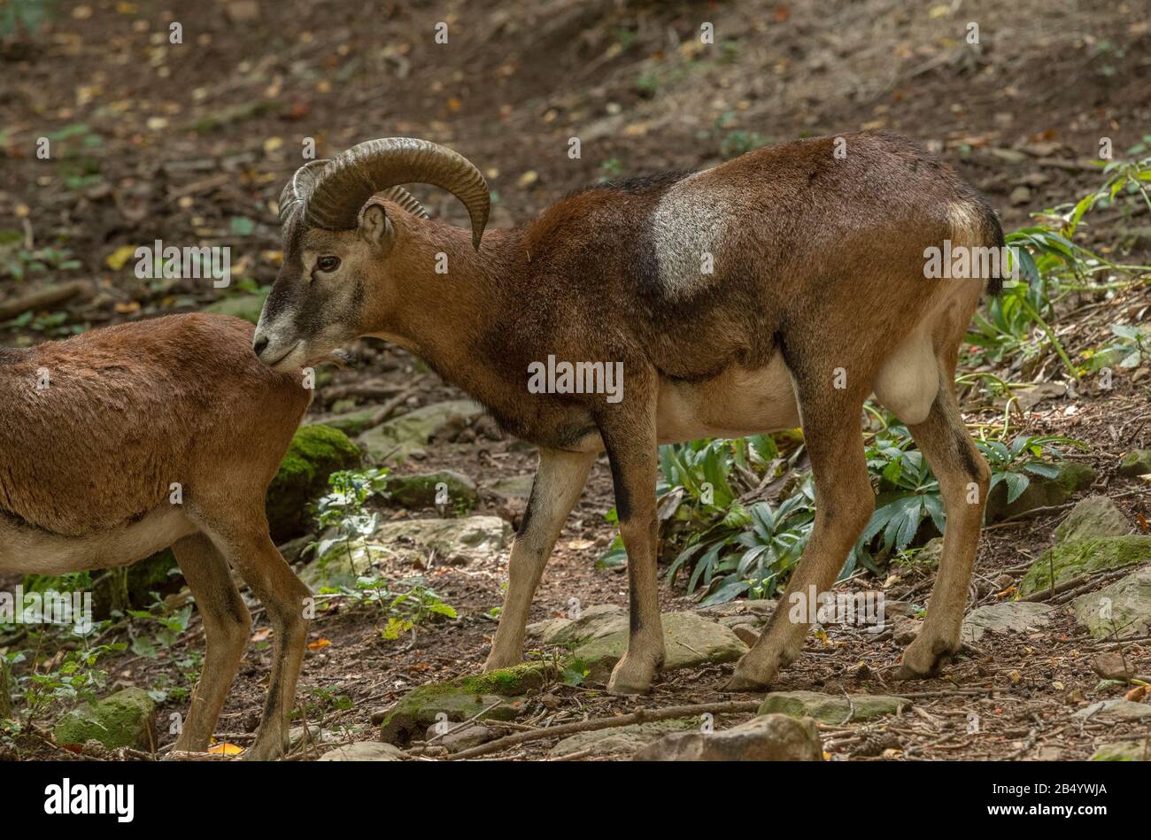 Mouflon, Ovis orientalis musimon, - the ancestor of modern sheep. Male ...