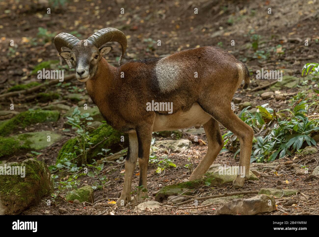 Mouflon, Ovis orientalis musimon, - the ancestor of modern sheep. Male ...