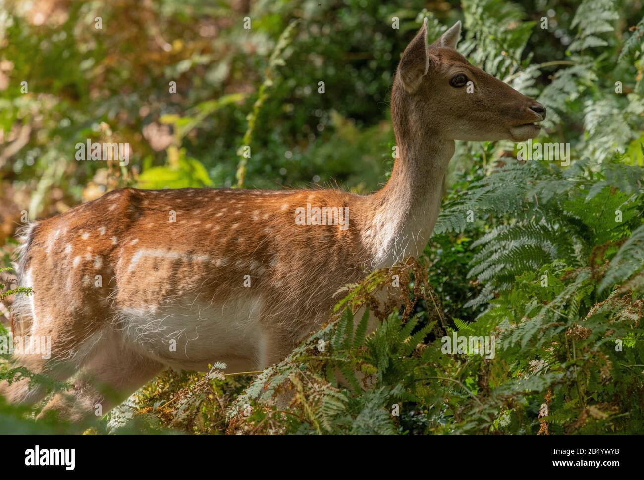 Female fallow doe hi-res stock photography and images - Alamy