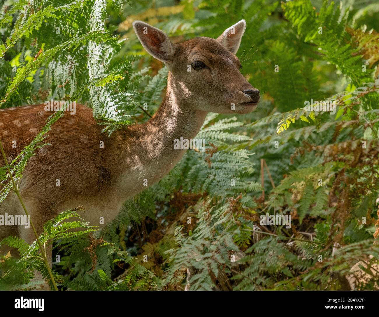 Female fallow doe hi-res stock photography and images - Alamy