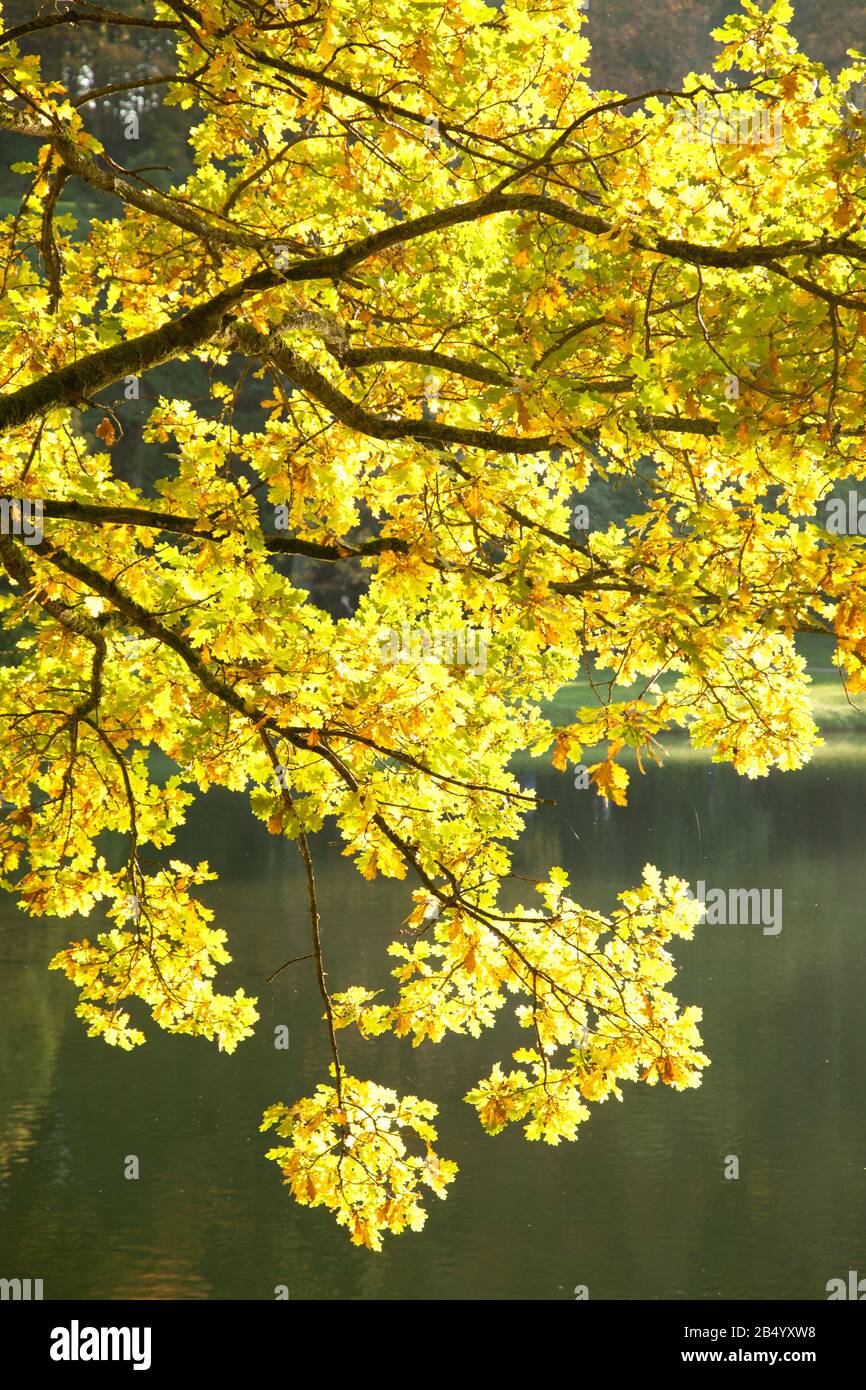 Tree backlit with autumn colour hi-res stock photography and images - Alamy