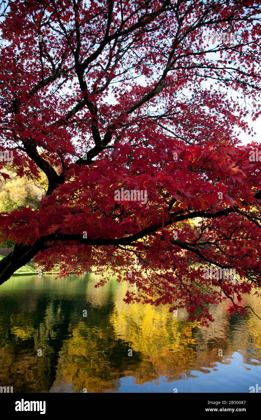 a red maple tree overhanging a lake reflecting golden autumnal foliage ...