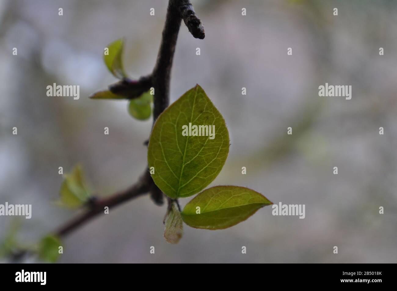 Sprouted leaves hi-res stock photography and images - Alamy