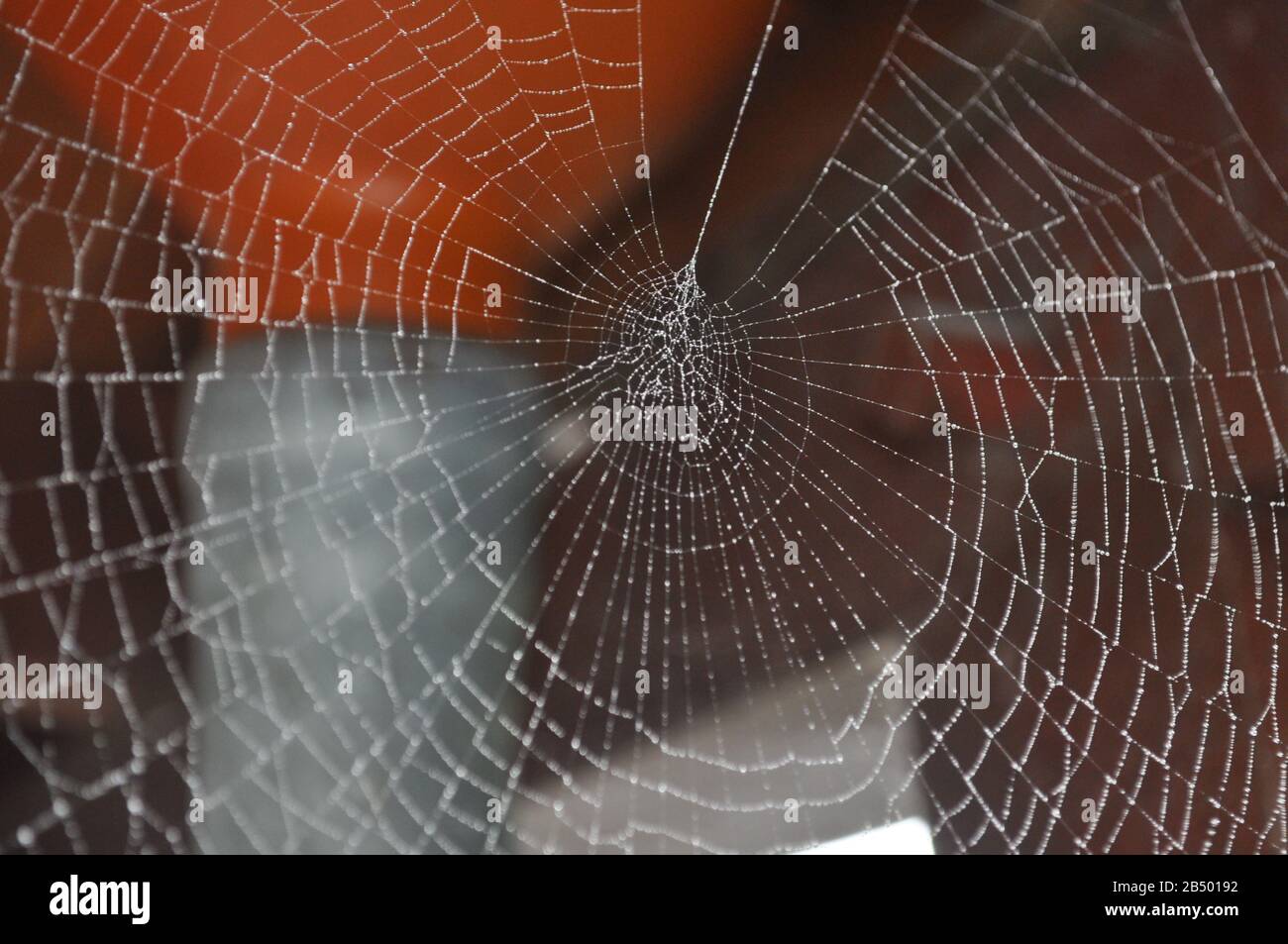 details of a spider web Stock Photo - Alamy