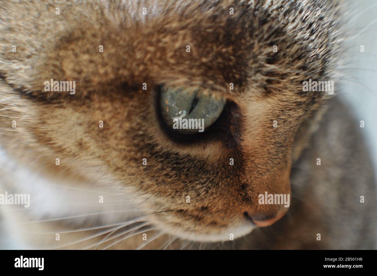 details of a cat eye Stock Photo - Alamy