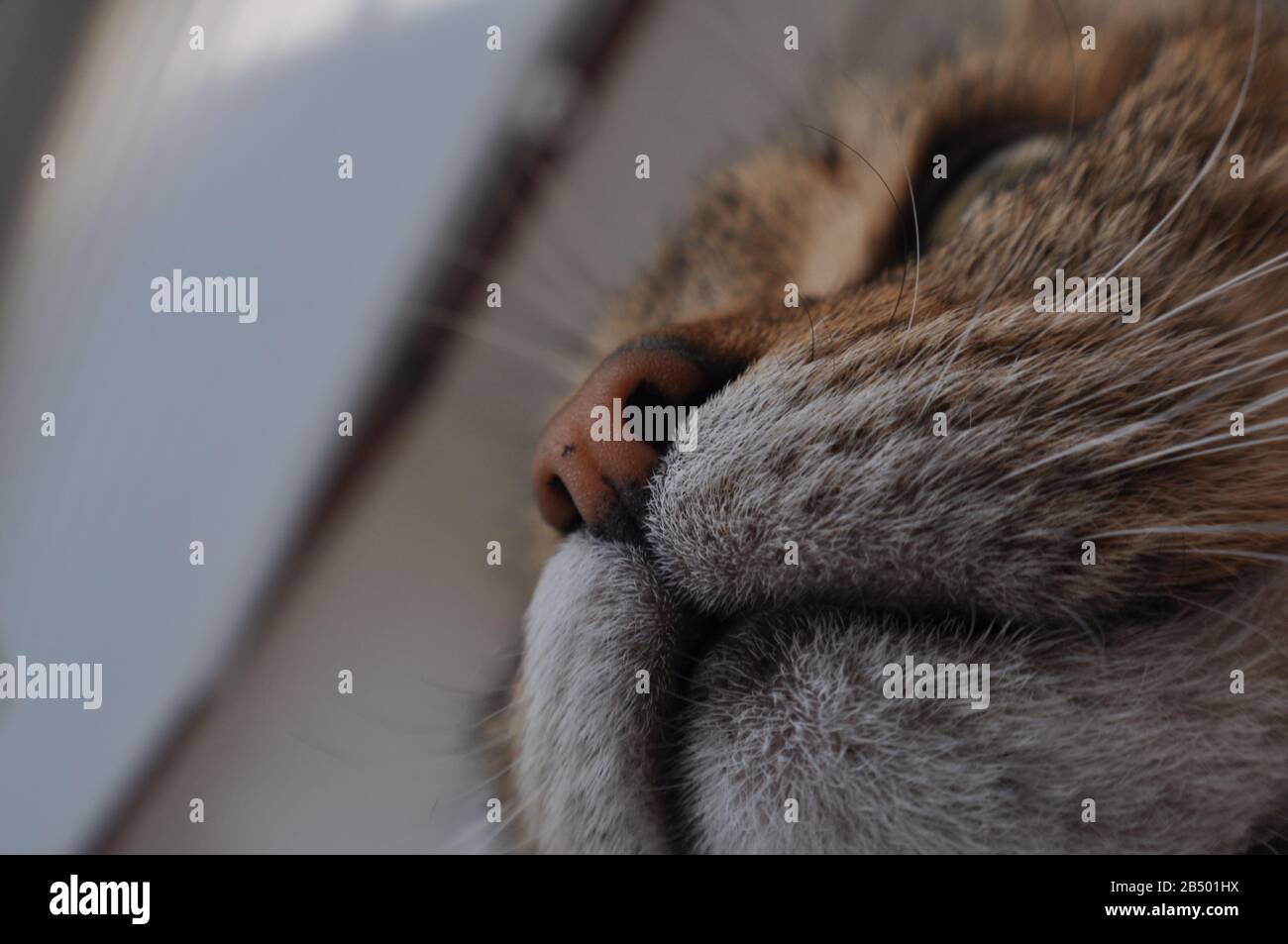 details of a cat head Stock Photo - Alamy