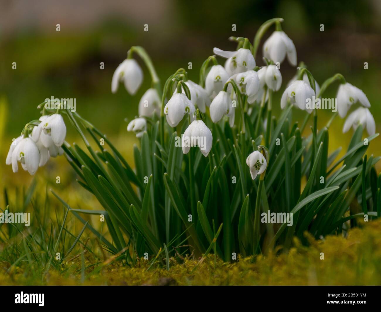 landscape with white snowdrops (galanthus), petals and leaf fragments ...