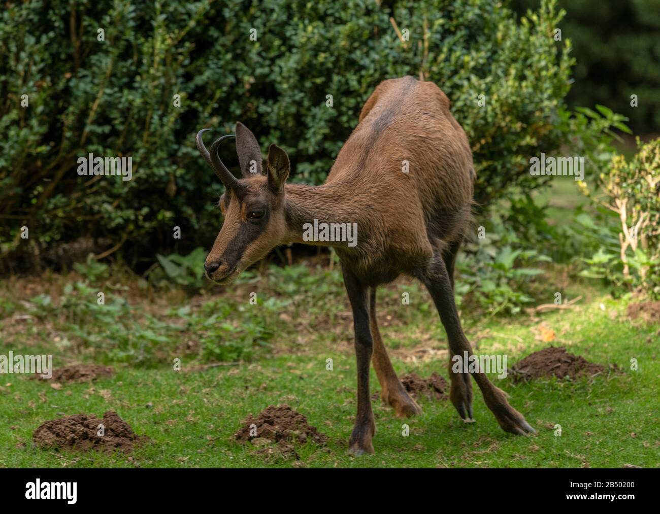 Gamuza hi-res stock photography and images - Alamy